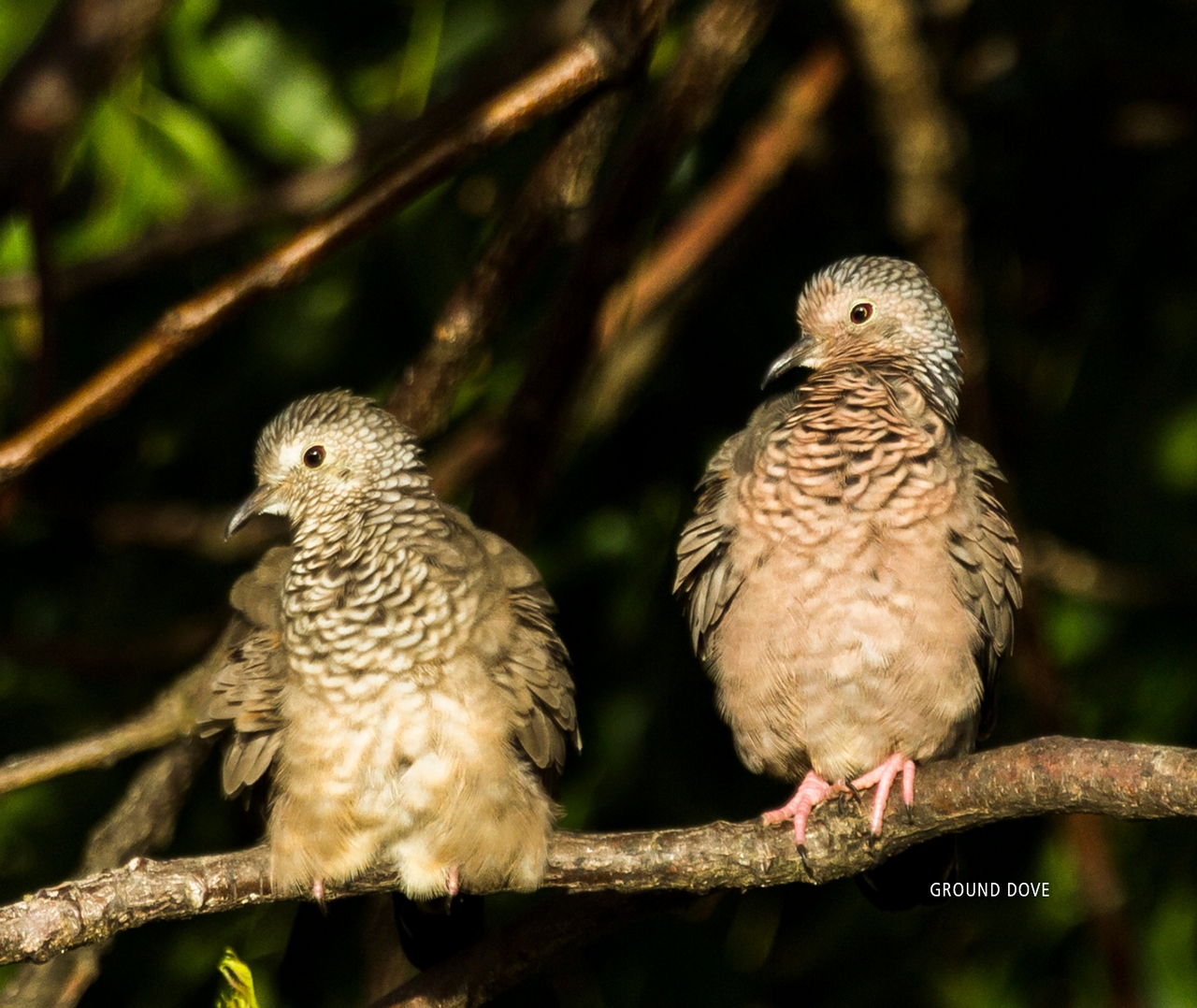 Common Birds of Barbados